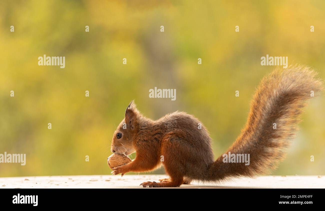 Red Squirrel is eating a walnut Stock Photo - Alamy