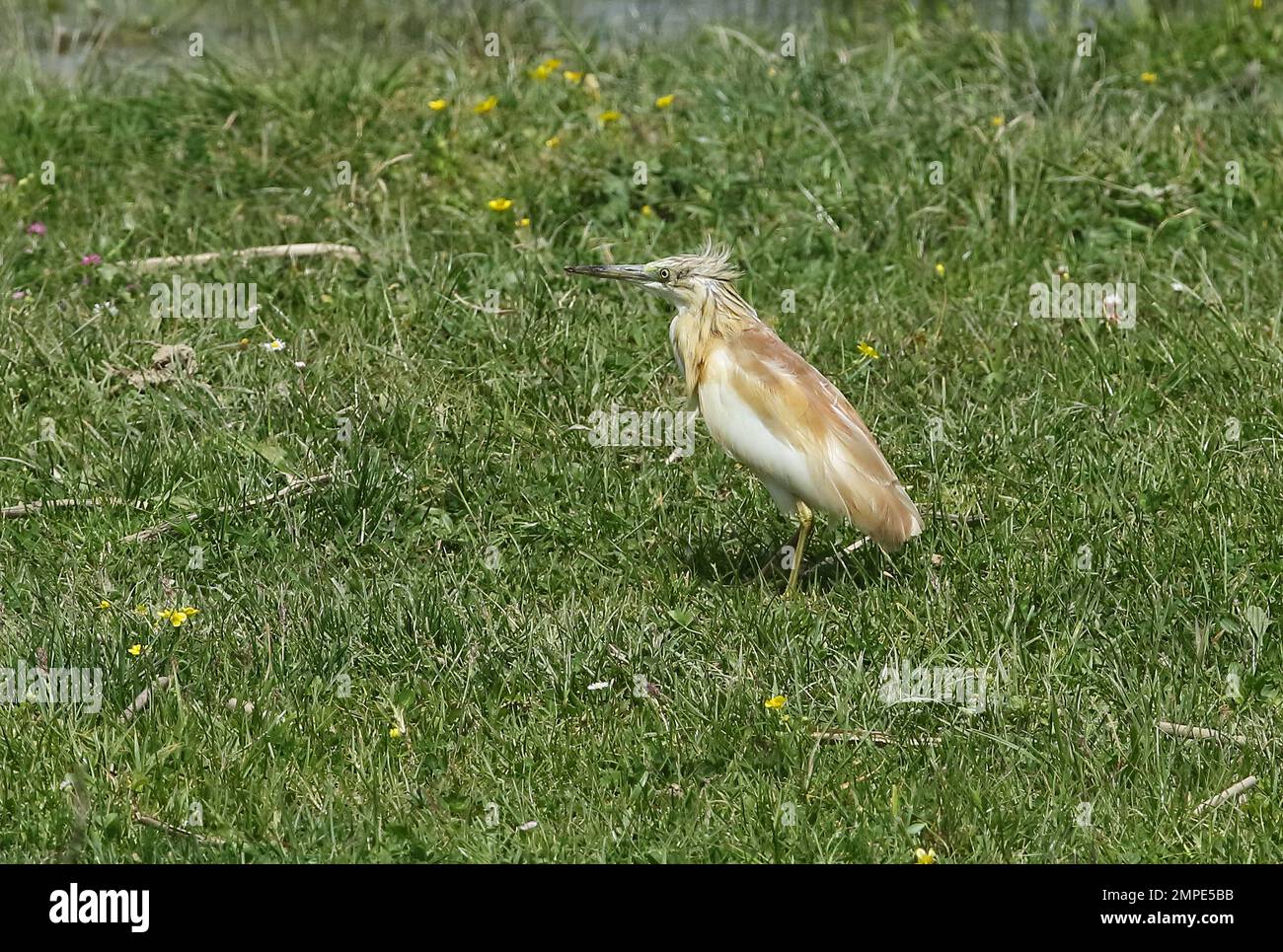 Ardeola sp hi-res stock photography and images - Alamy