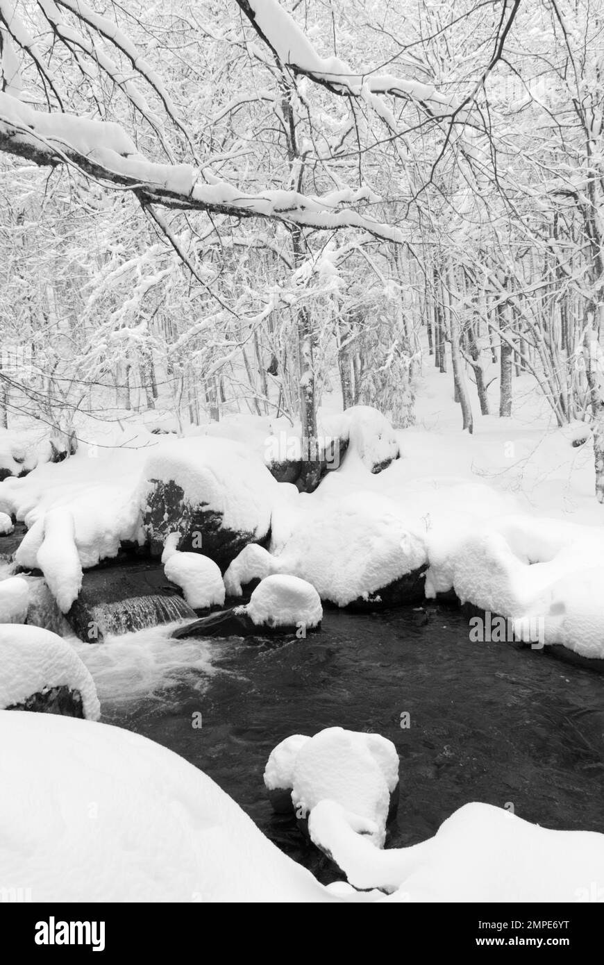 Fairy tale winter forest Black and White Stock Photos & Images - Alamy