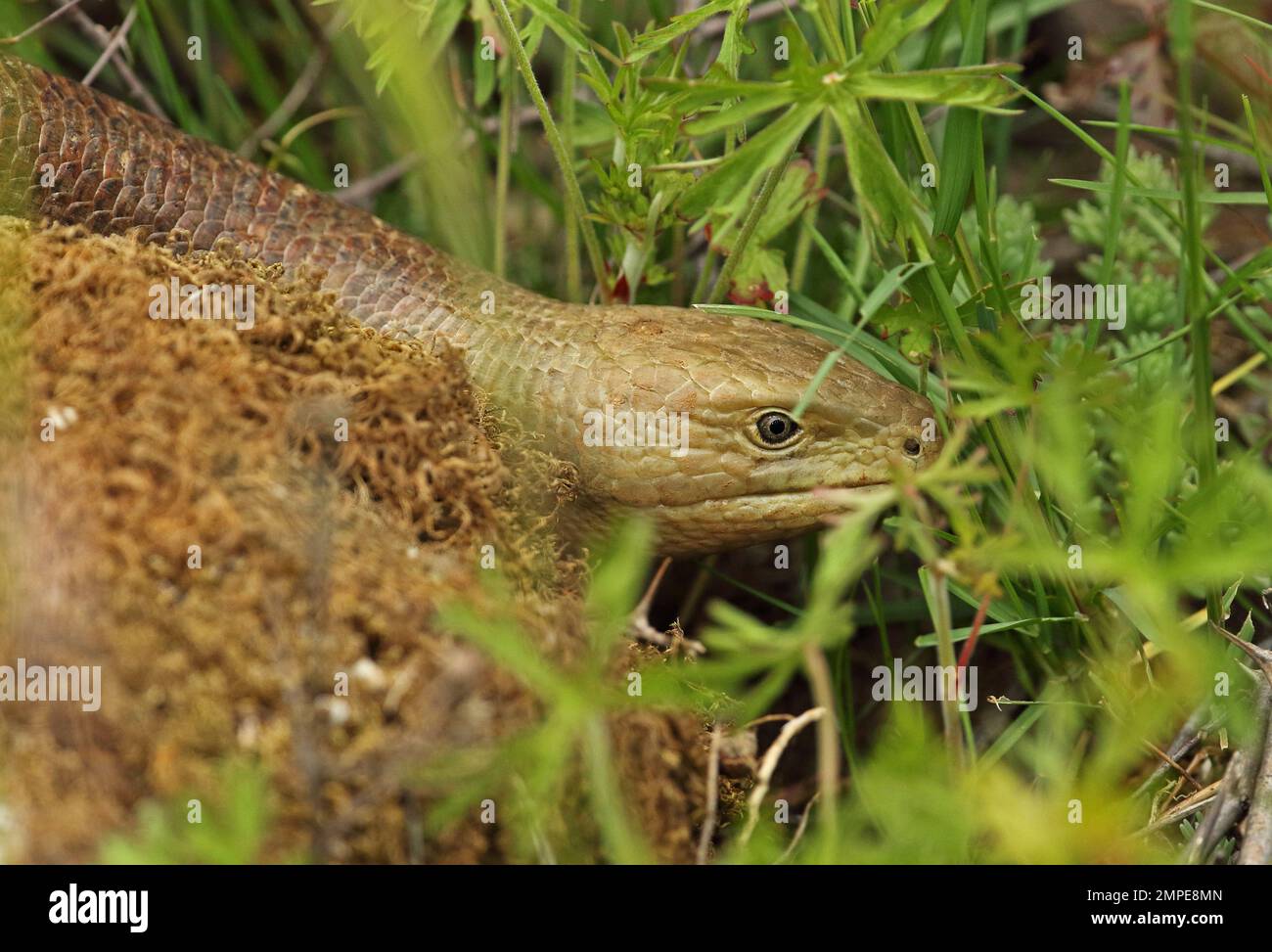 Balkan glass lizard ophisaurus apodus hi-res stock photography and ...