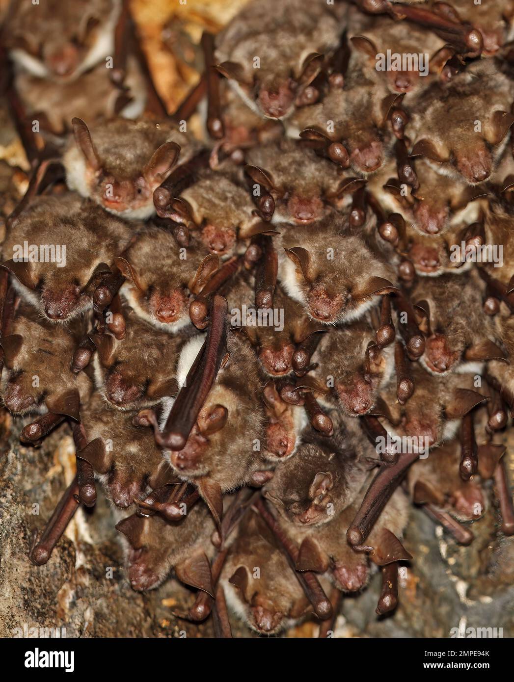 Greater Mouse-eared Bat (Myotis myotis) adults roosting in hole in ...