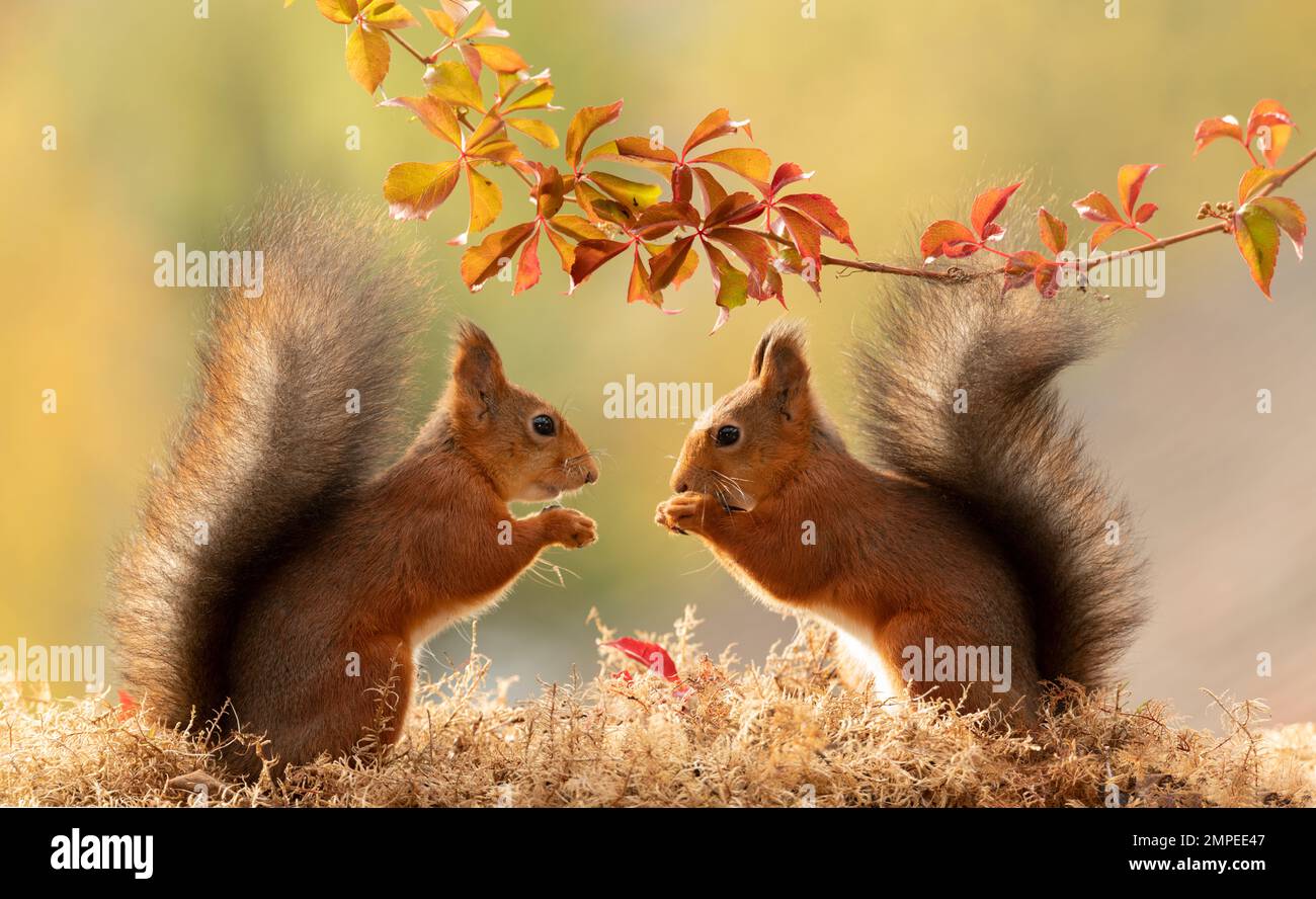 Five squirrels hi-res stock photography and images - Alamy