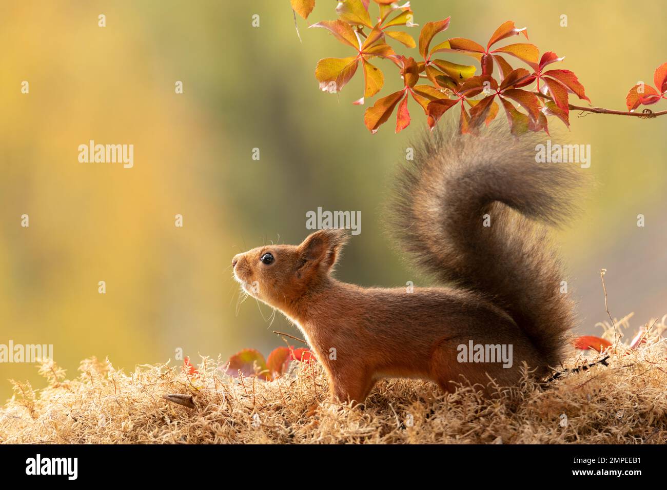 Red Squirrel stand beneath a Victoria creeper branch with leaves Stock ...