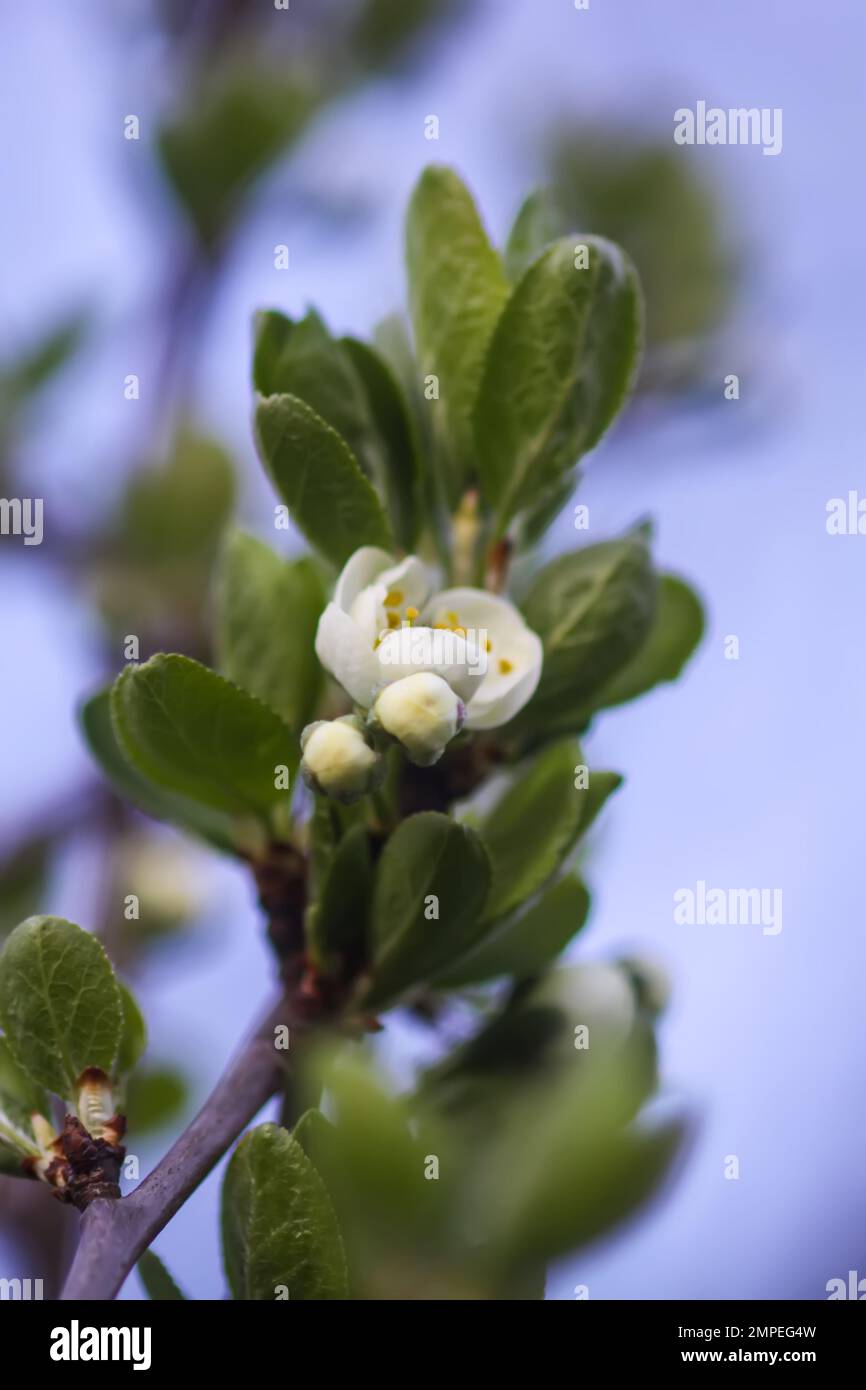 White plum tree blossoms in spring park. Beautiful nature background ...