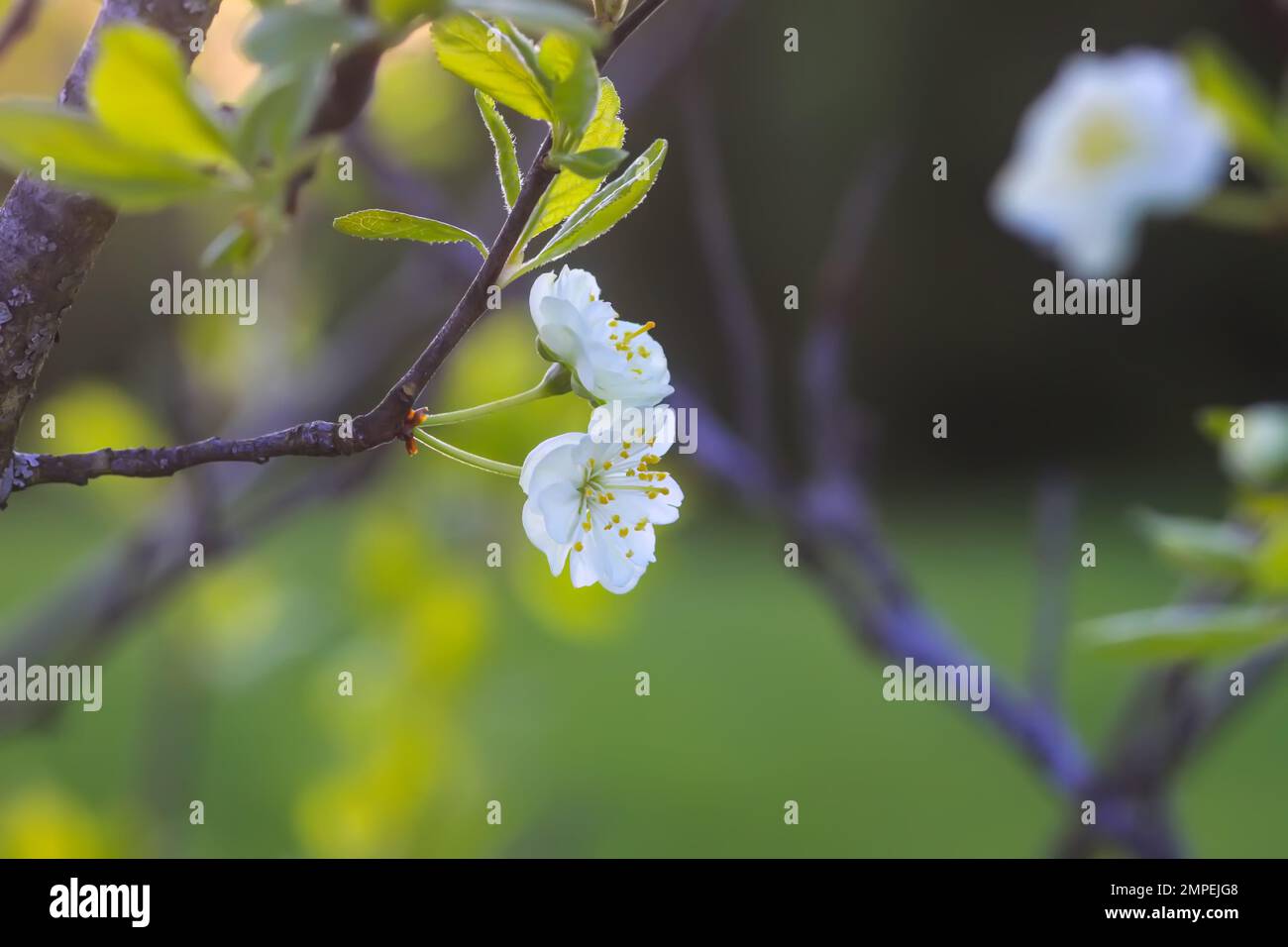 White plum tree blossoms in spring park. Beautiful nature background ...