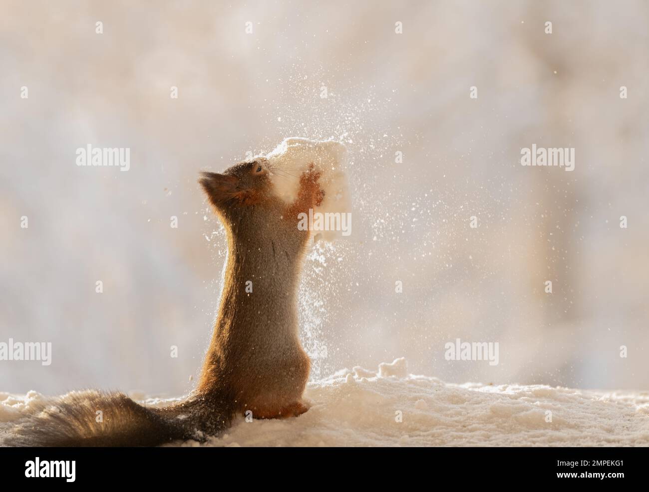 Red squirrel is holding an exploding snowball Stock Photo - Alamy