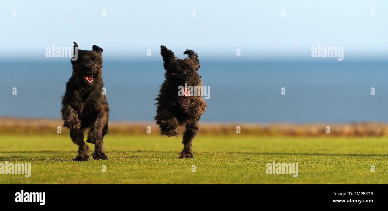 Two big black dogs Giant Schnauzer running on the grass, with tongue ...