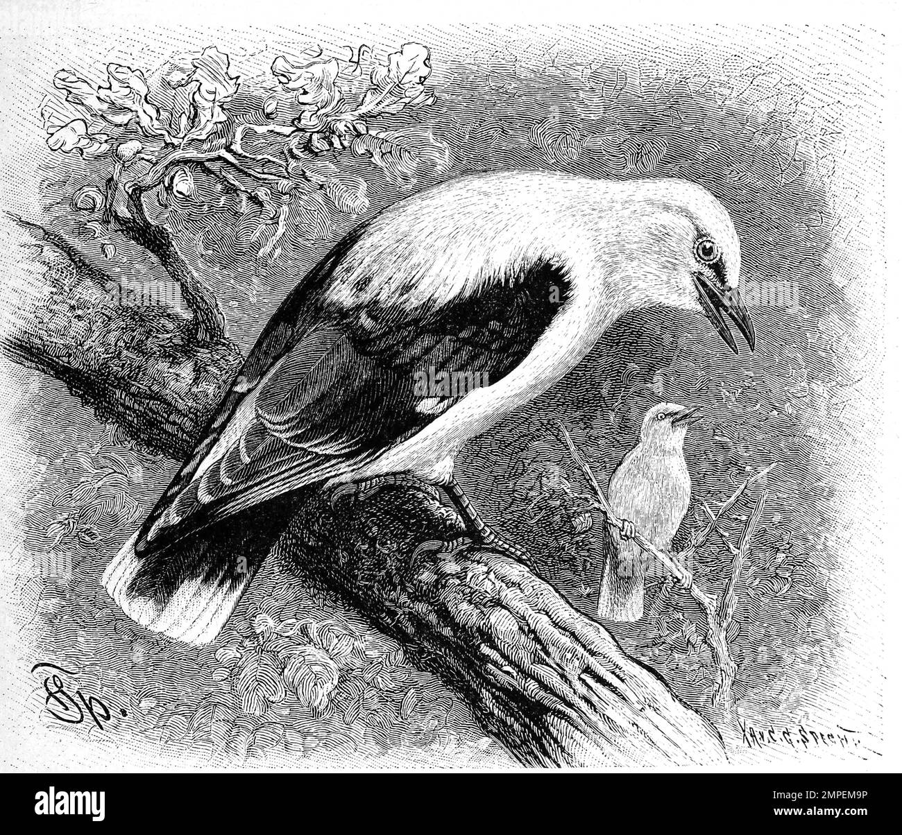 Vogel, Pirol, Oriolus oriolus ist ein Singvogel aus der Gattung der ...