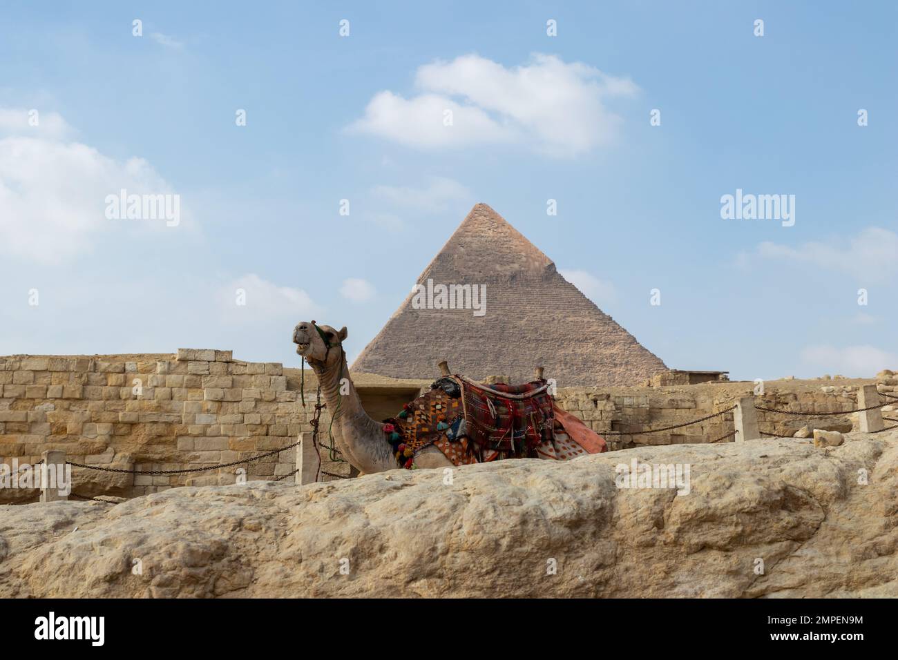 Camel with colorful apparel sitting in front of the great pyramid of ...