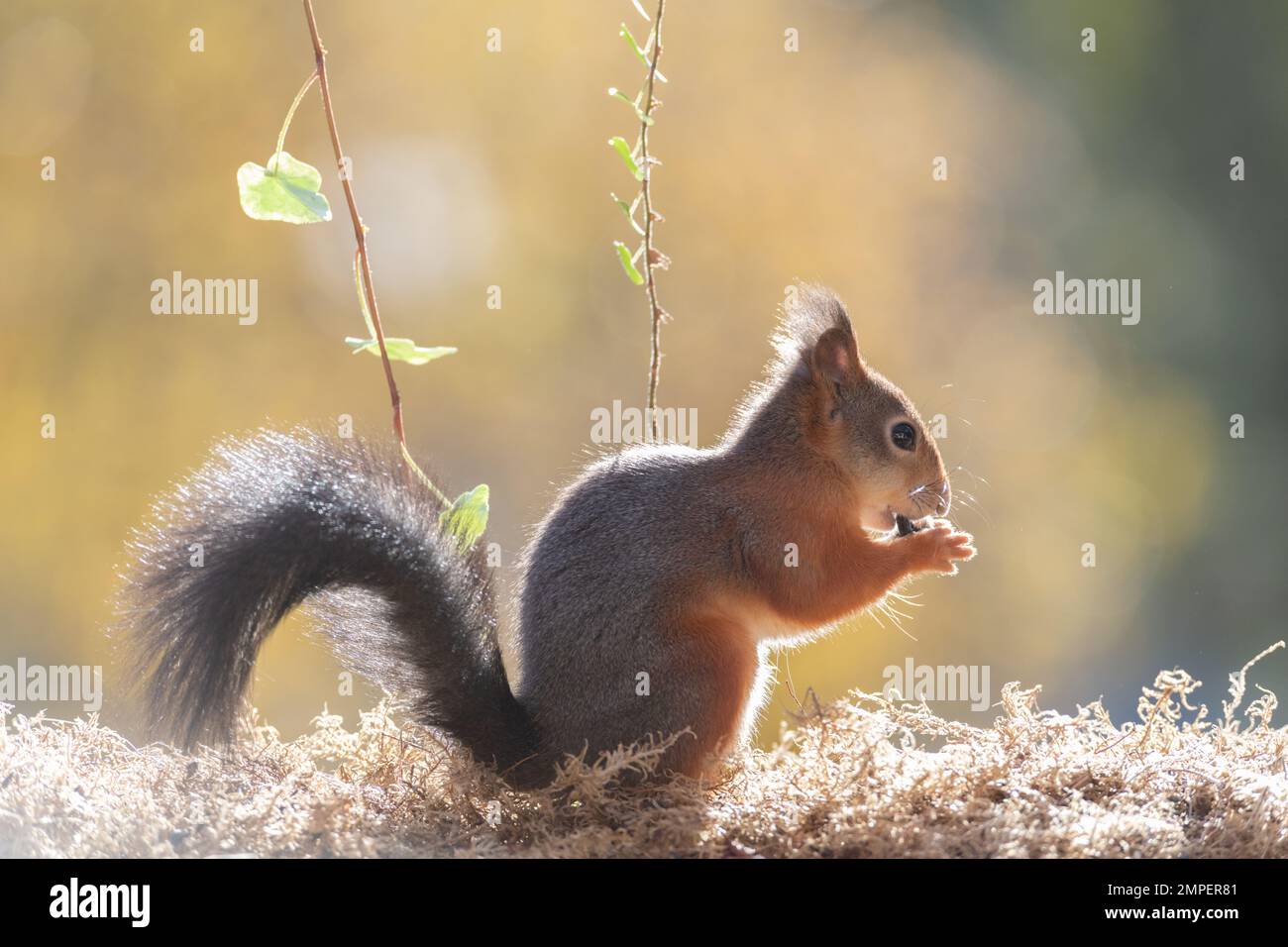 Red Squirrel with common ivy branches with leaves Stock Photo - Alamy