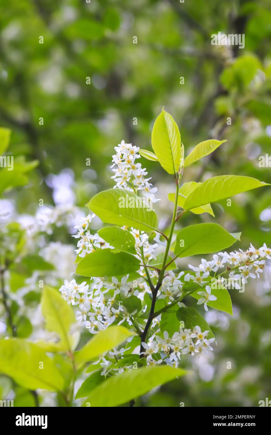 White bird cherry blossoms in spring park. Beautiful nature background ...