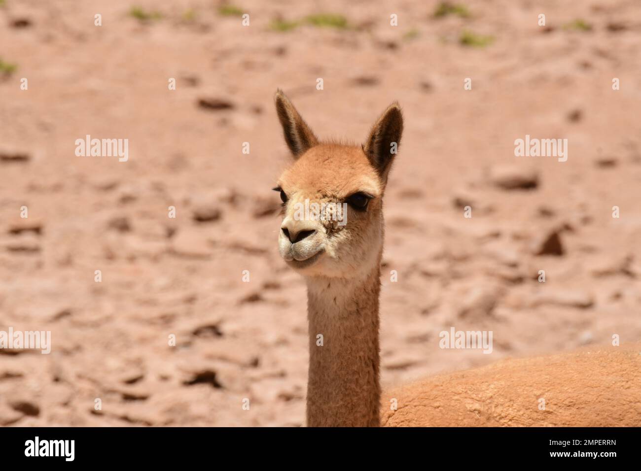 Portrait of Wild Vikunja in Atacama desert Chile South America Stock ...