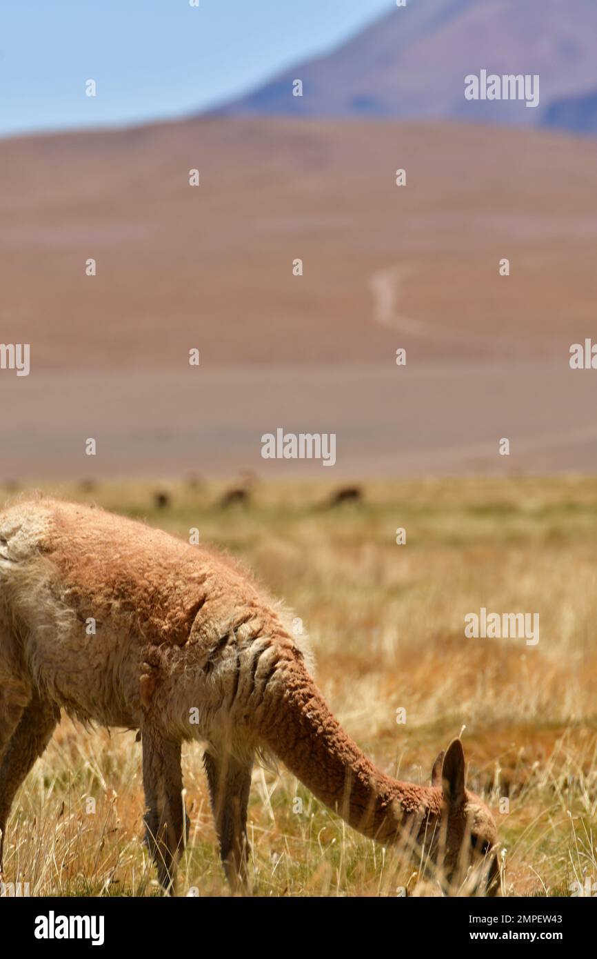 vikunja in front of Volcano Atacama Desert Chile South America Stock ...