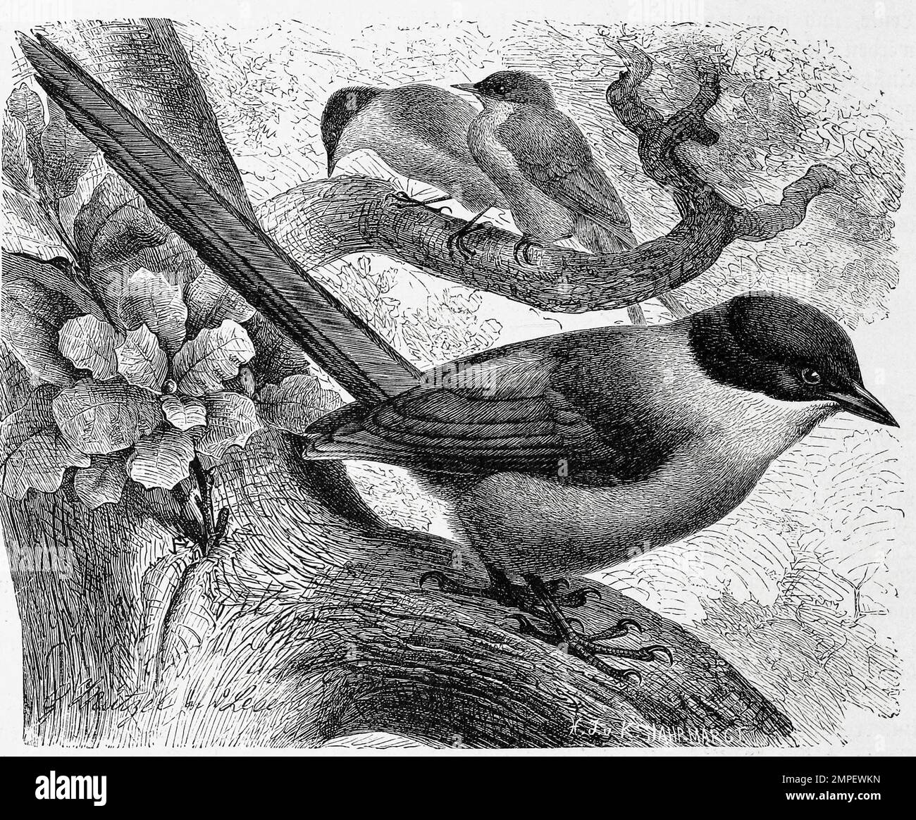 Vogel, Blauelster, Cyanopica cyana ist eine Vogelart, die auf der ...