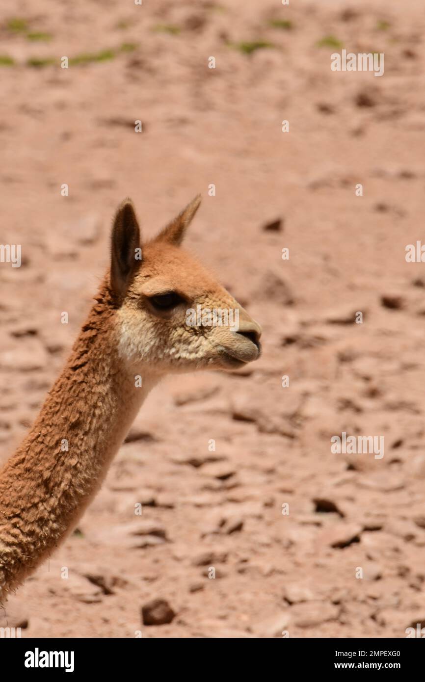 Wild Vikunja in Atacama desert Chile South America Stock Photo - Alamy