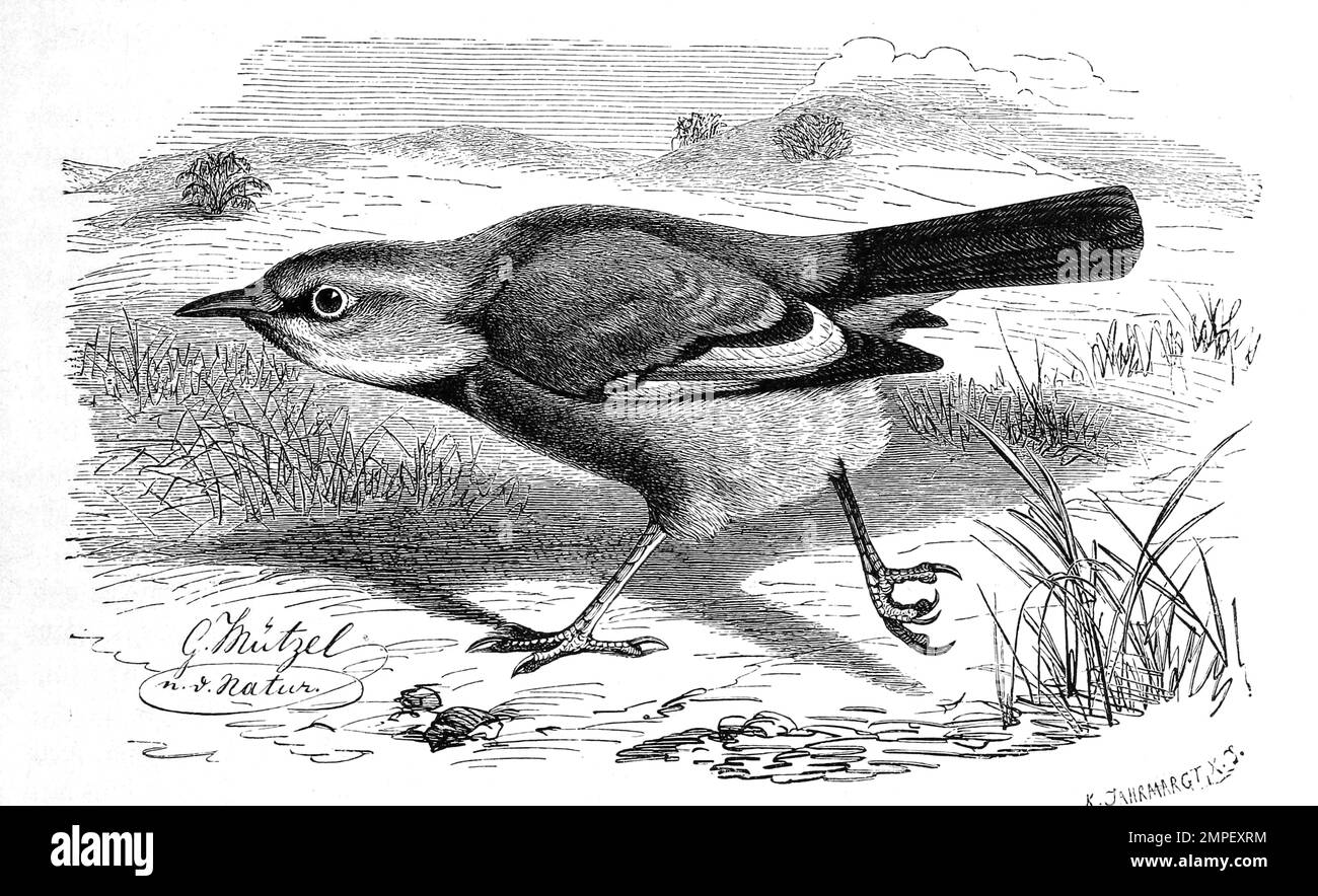 Vogel, Saxaulhäher, Podoces panderi,Turkestan ground jay, grey ground ...