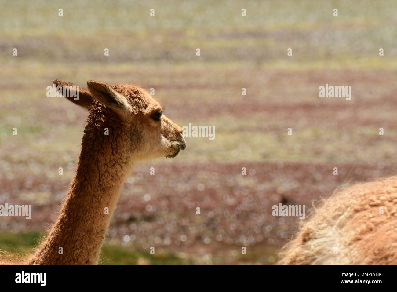 Wild Vikunja in Atacama desert Chile South America Stock Photo - Alamy