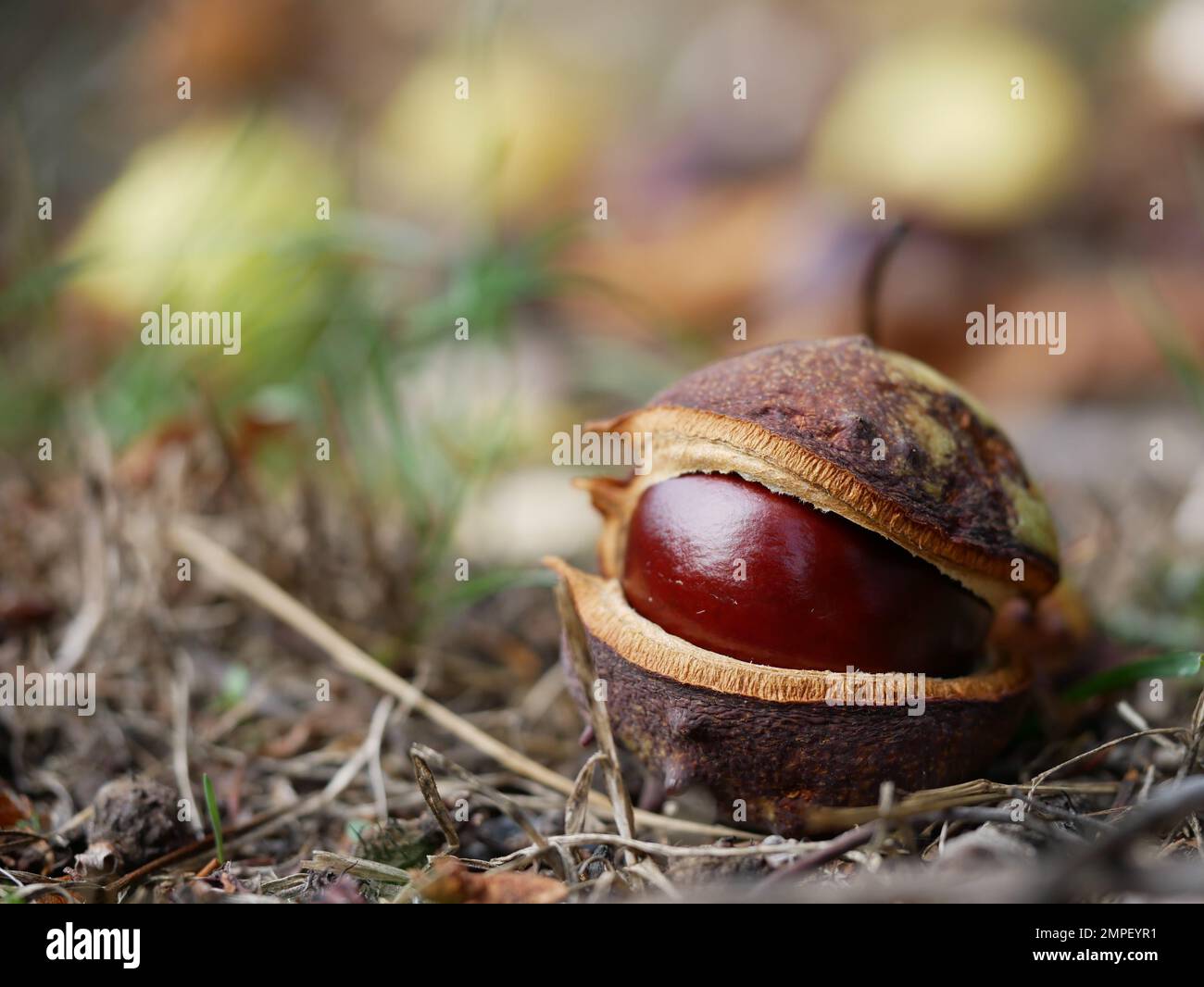 single chestnut with shell on forest ground Stock Photo - Alamy