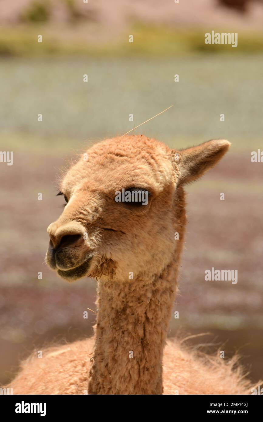 Portrait of Wild Vikunja in Atacama desert Chile South America Stock ...