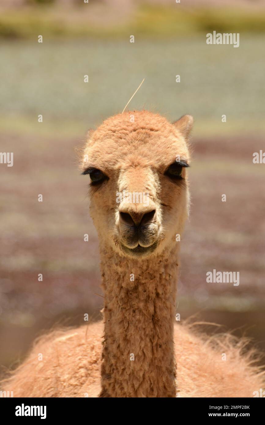 Portrait of Wild Vikunja in Atacama desert Chile South America Stock ...
