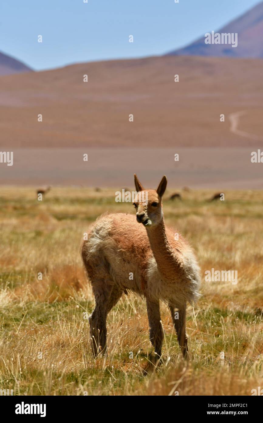 vikunja in front of Volcano Atacama Desert Chile South America Stock ...