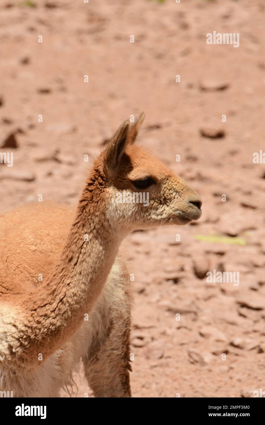 Wild Vikunja in Atacama desert Chile South America Stock Photo - Alamy