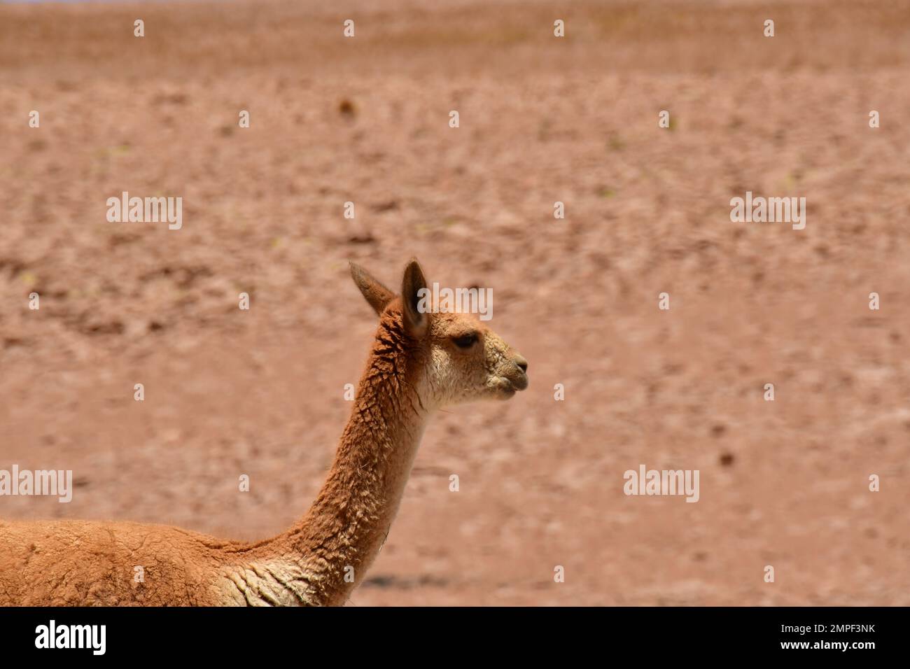 vikunja in Atacama Desert Chile South America Stock Photo - Alamy