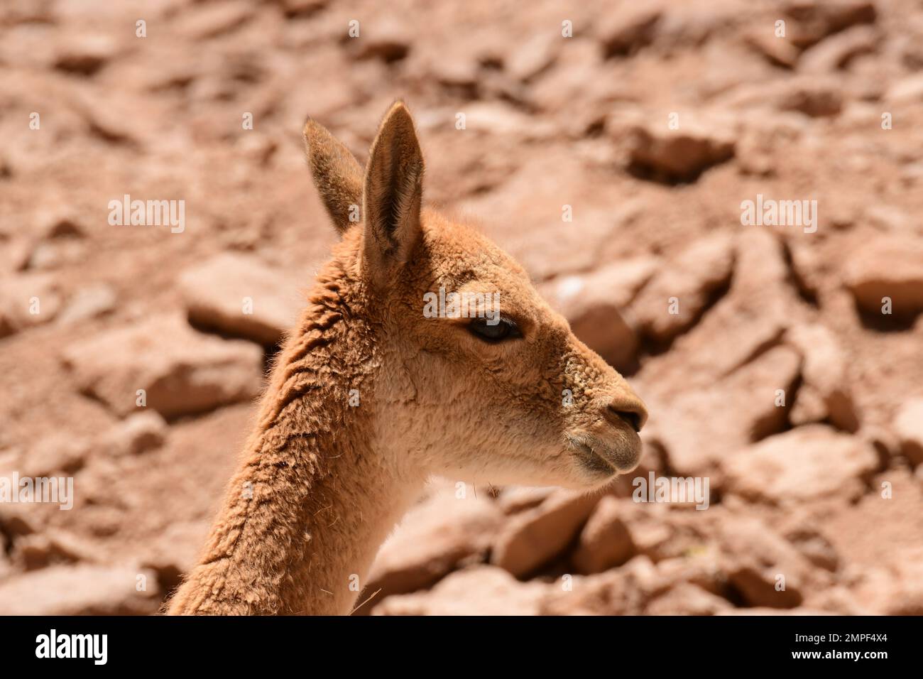 Portrait of Wild Vikunja in Atacama desert Chile South America Stock ...