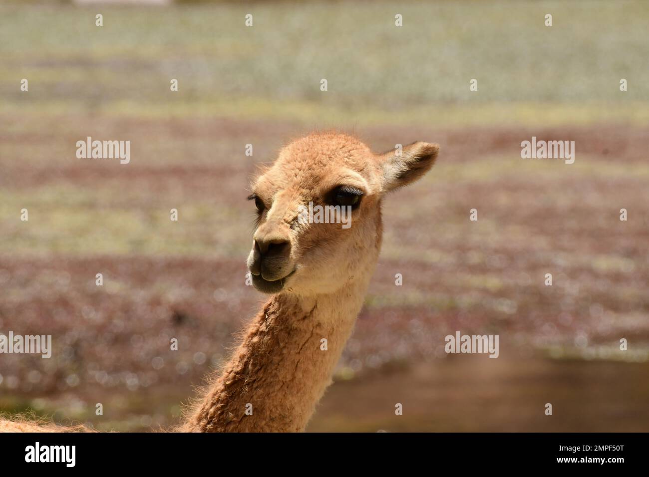 Portrait of Wild Vikunja in Atacama desert Chile South America Stock ...