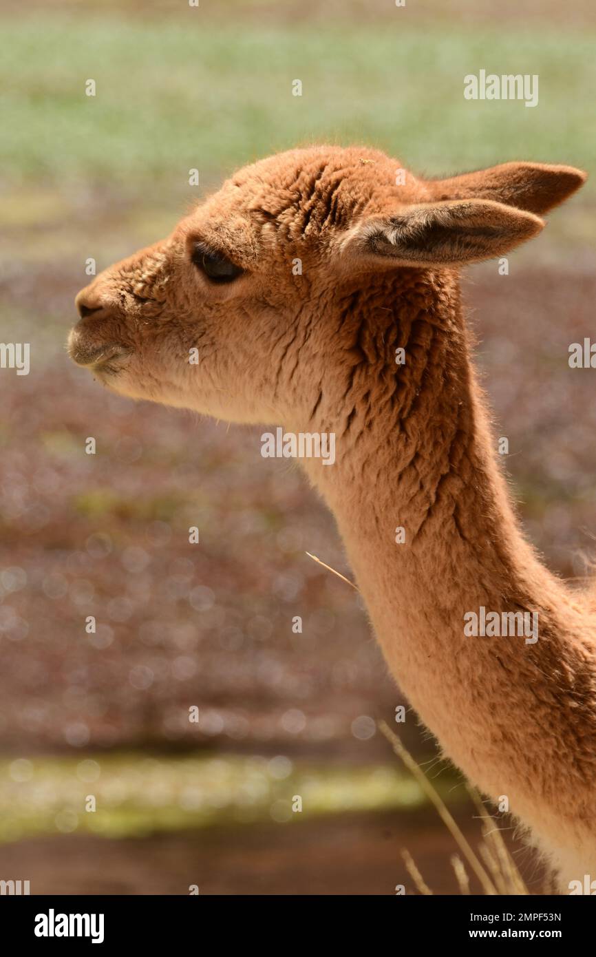 Portrait of Wild Vikunja in Atacama desert Chile South America Stock ...