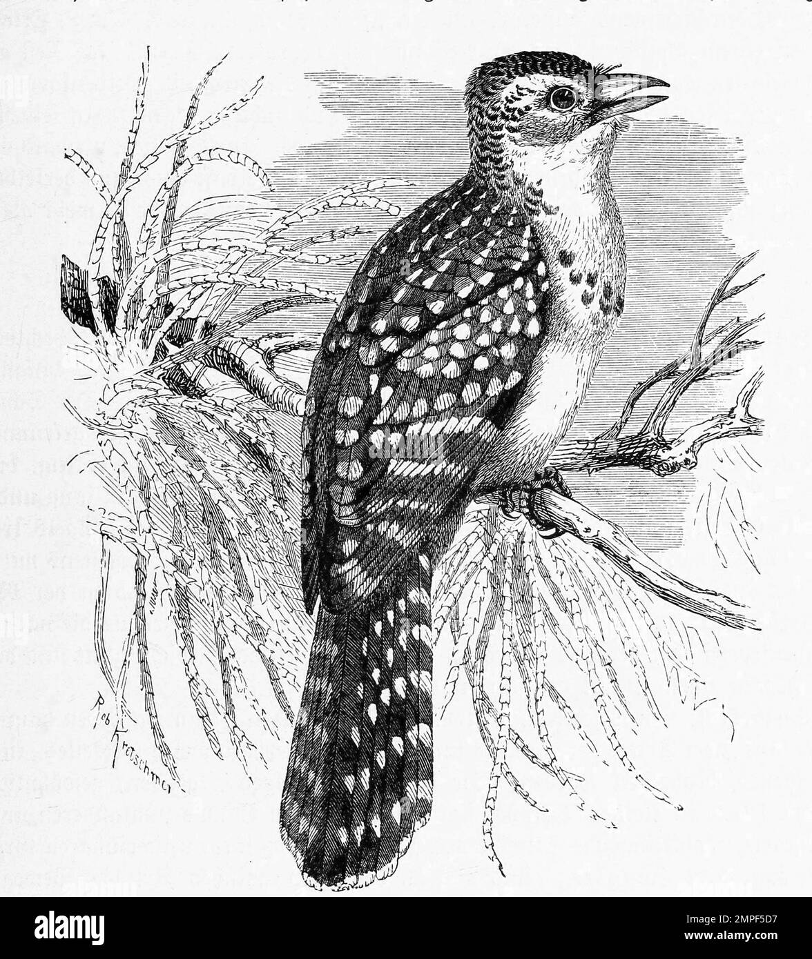 Vogel, Perlbartvogel, Trachyphonus margaritatus ist eine Vogelart aus ...