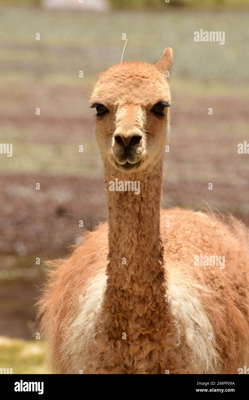 Portrait of Wild Vikunja in Atacama desert Chile South America Stock ...
