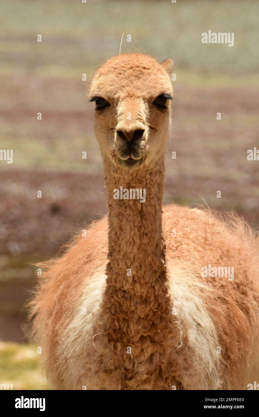 Portrait of Wild Vikunja in Atacama desert Chile South America Stock ...