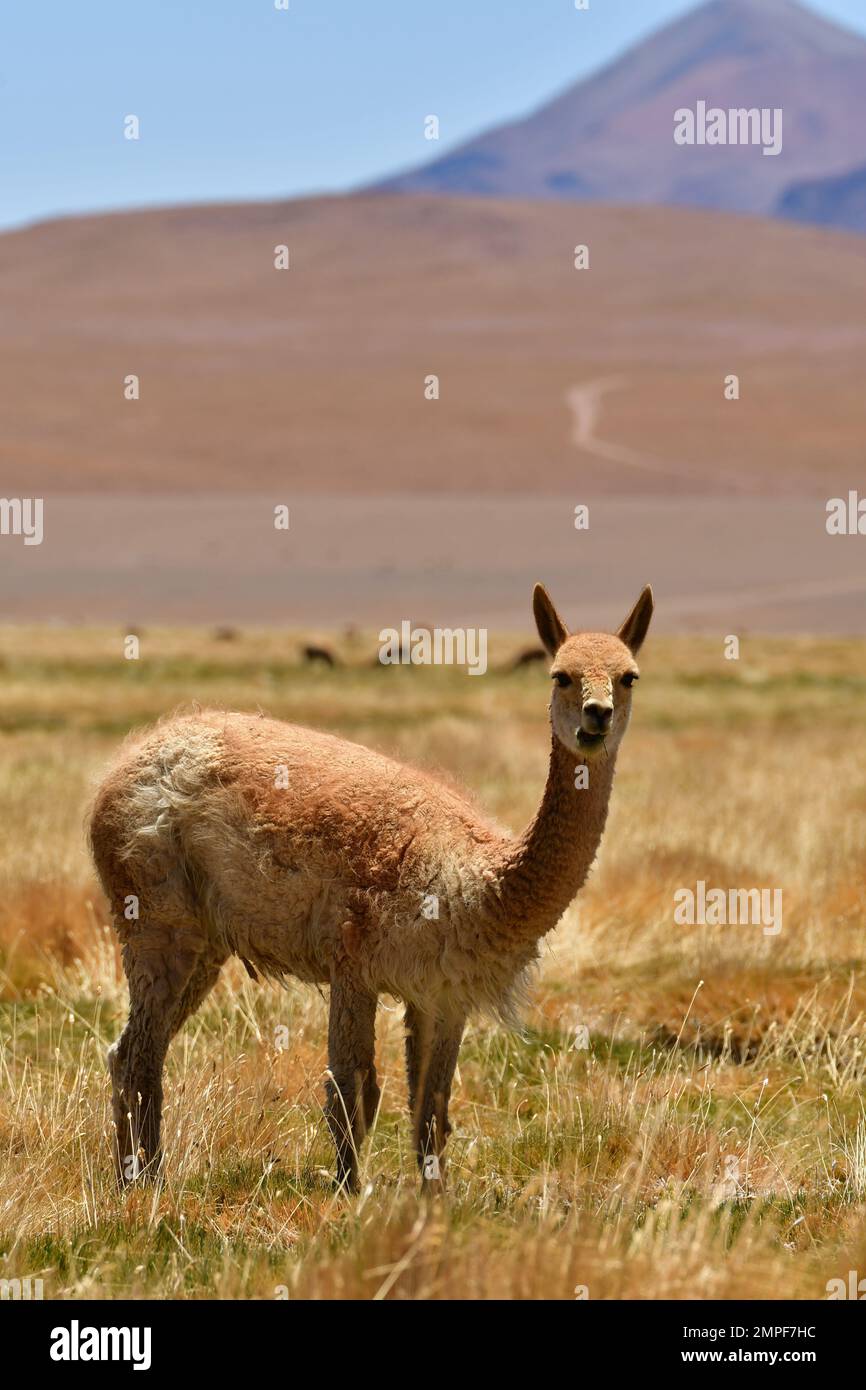 vikunja in front of Volcano Atacama Desert Chile South America Stock ...