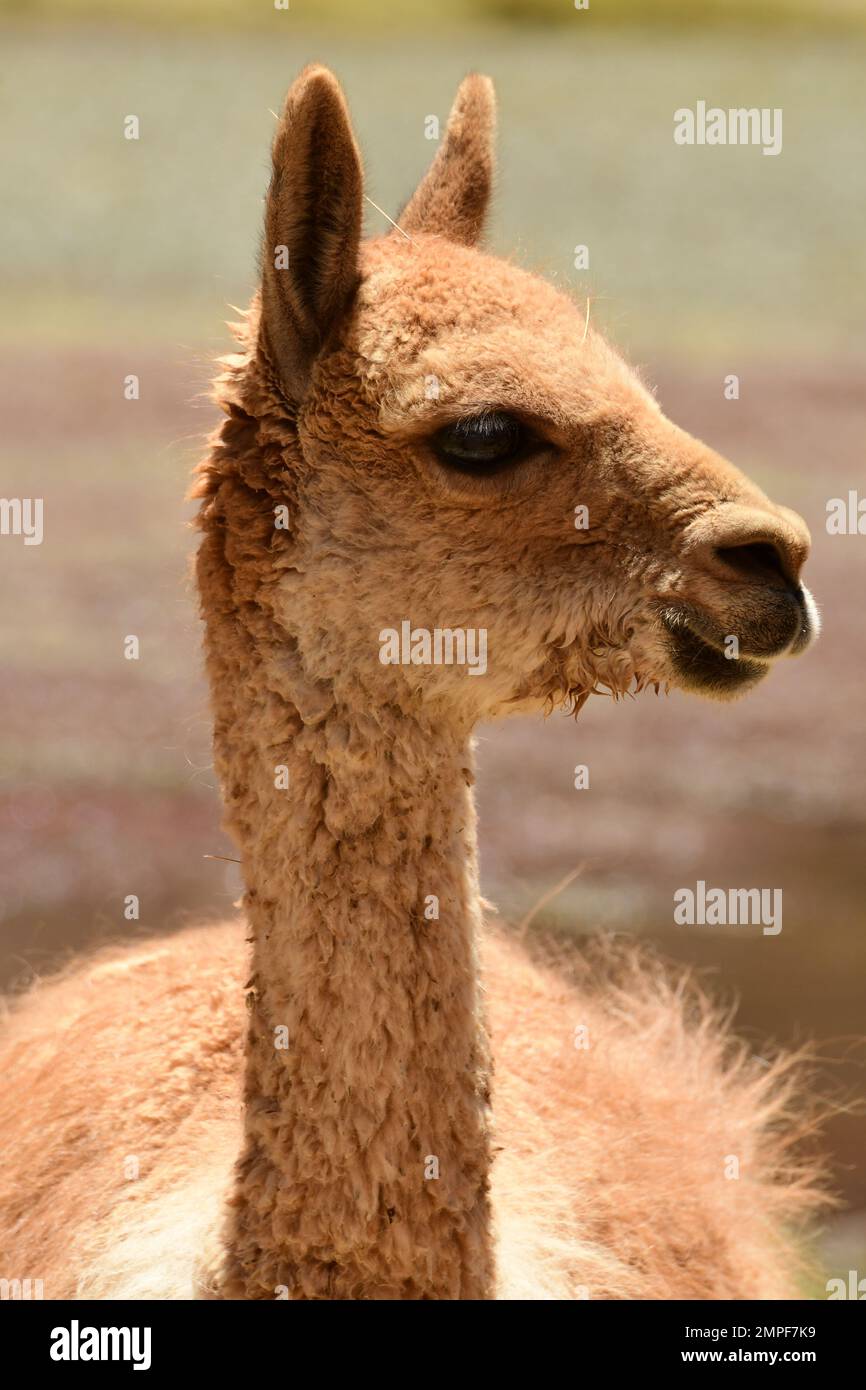 Portrait of Wild Vikunja in Atacama desert Chile South America Stock ...