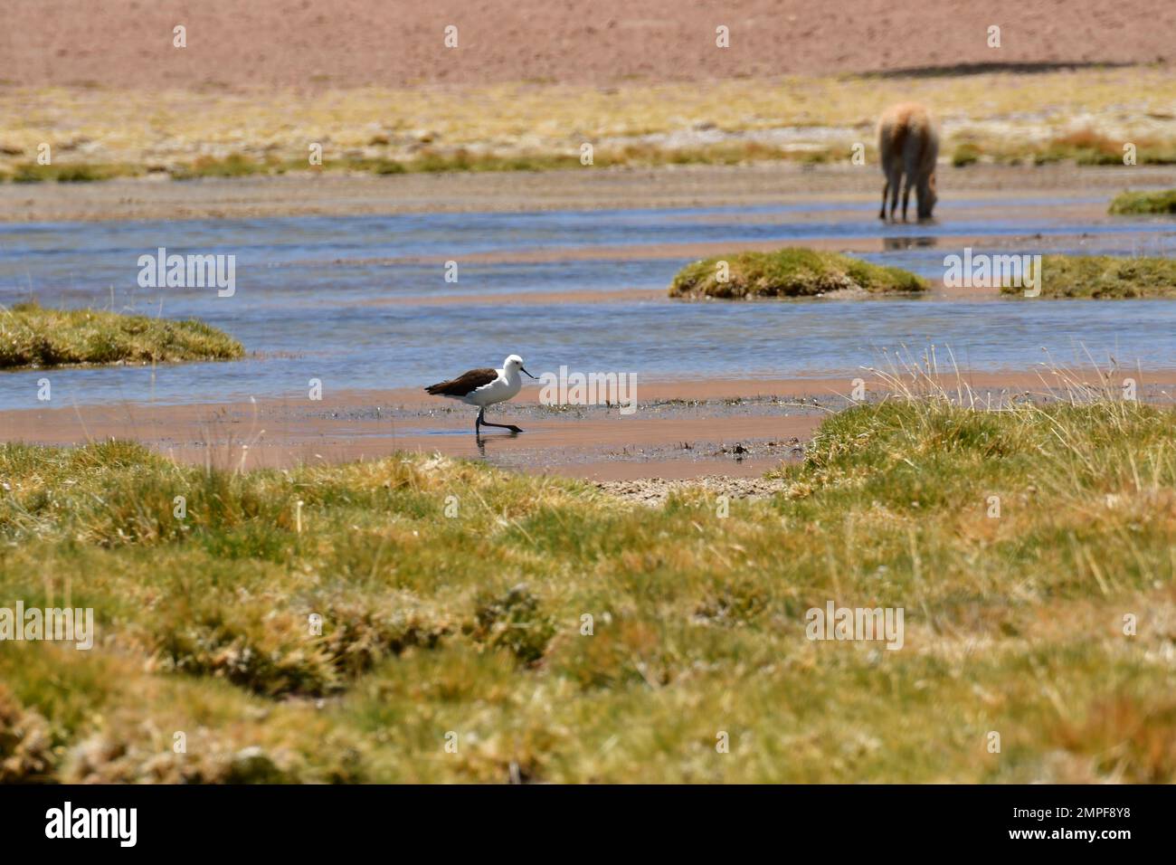 vikunja in Atacama Desert Chile South America Stock Photo - Alamy