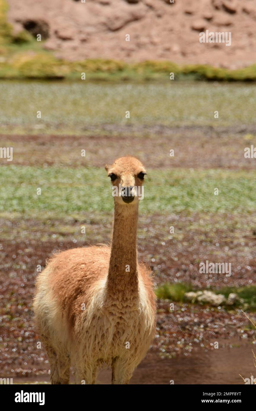 Wild Vikunja in Atacama desert Chile South America Stock Photo - Alamy