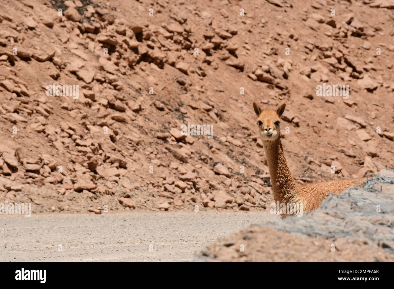 Wild Vikunja in Atacama desert Chile South America Stock Photo - Alamy