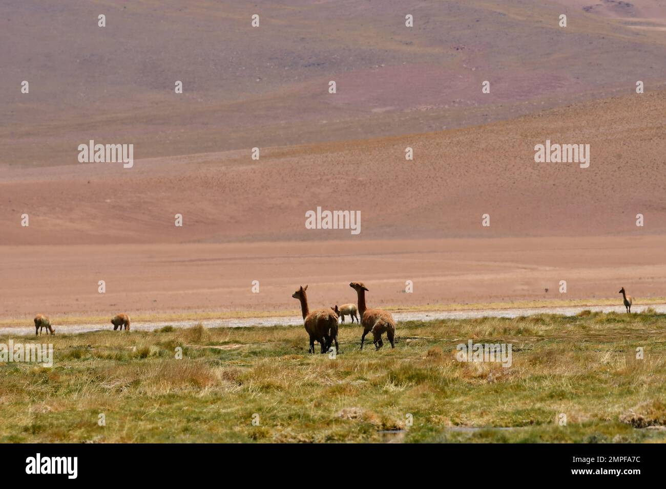 Vikunja argentina hi-res stock photography and images - Alamy