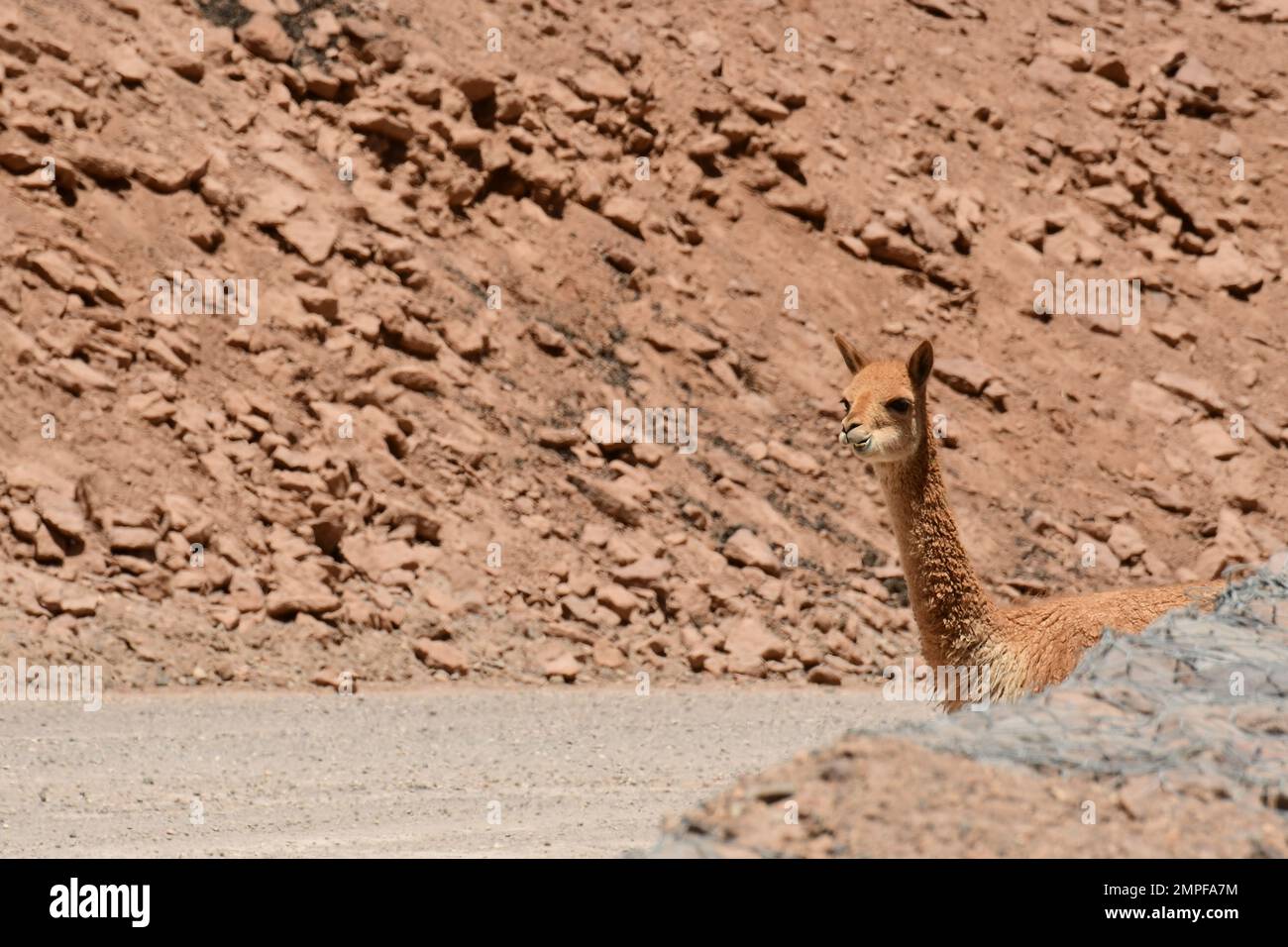 Vikunja argentina hi-res stock photography and images - Alamy