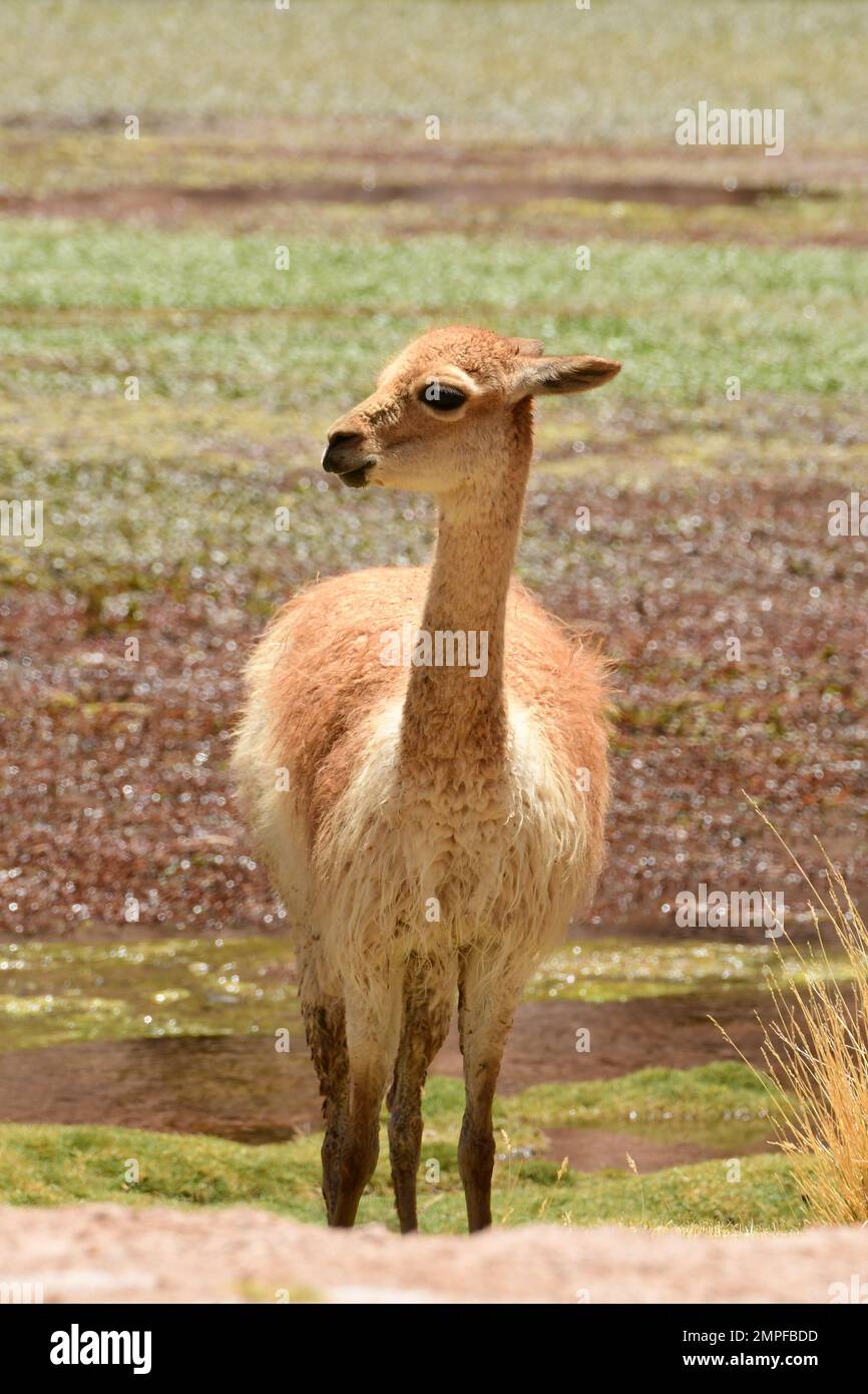 Wild Vikunja in Atacama desert Chile South America Stock Photo - Alamy