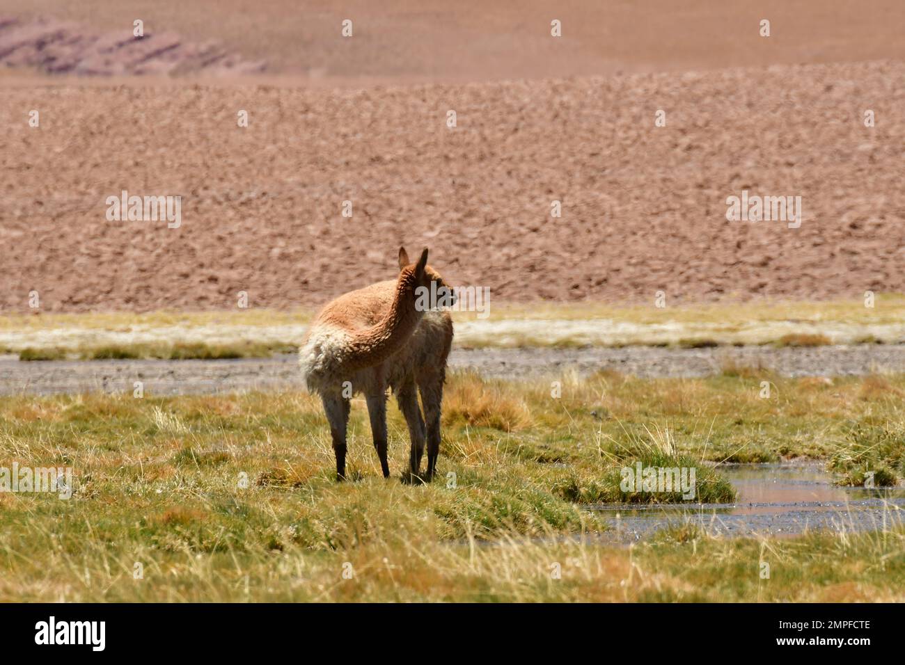 vikunja in Atacama Desert Chile South America Stock Photo - Alamy