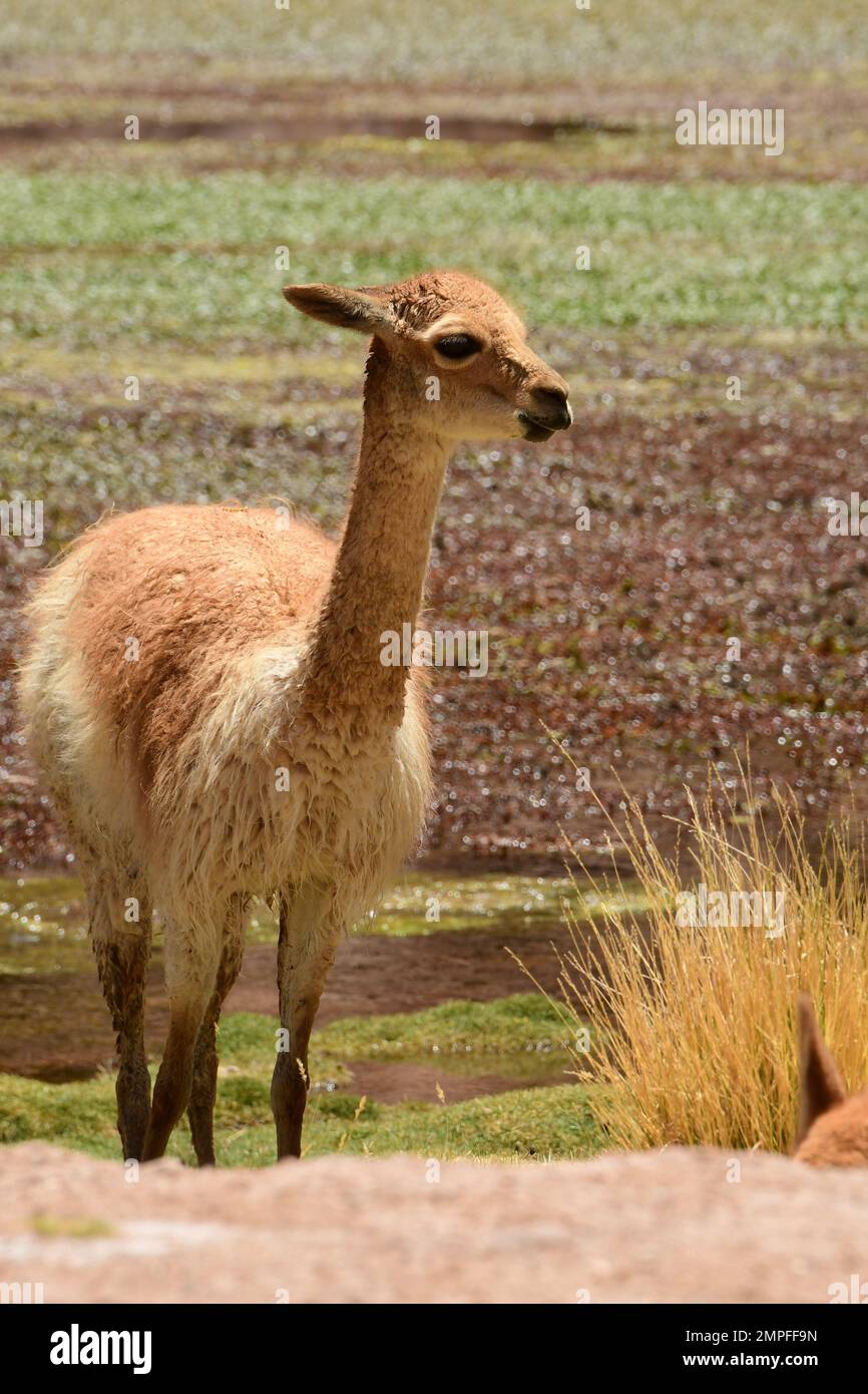 Vikunja argentina hi-res stock photography and images - Alamy