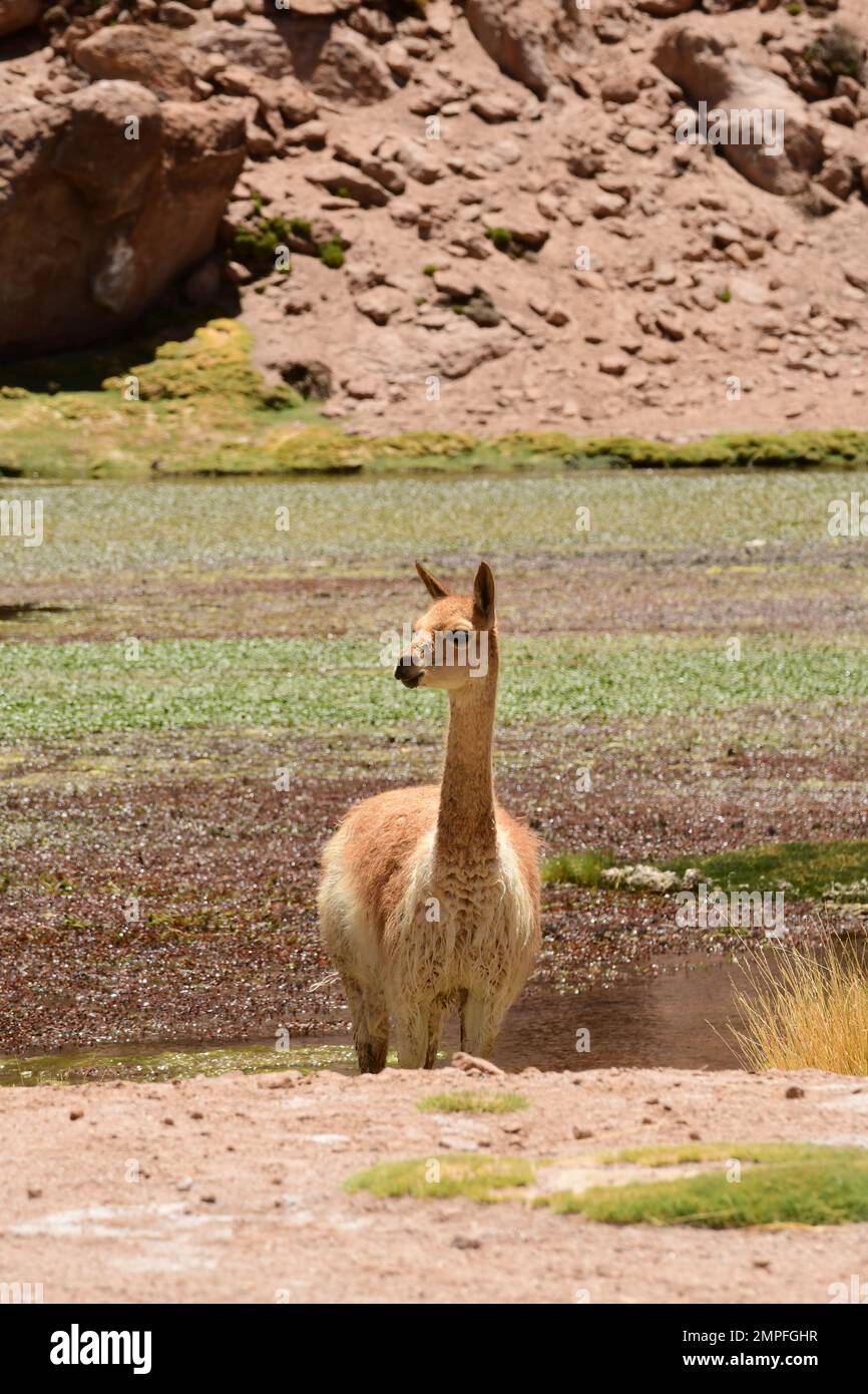 Wild Vikunja in Atacama desert Chile South America Stock Photo - Alamy