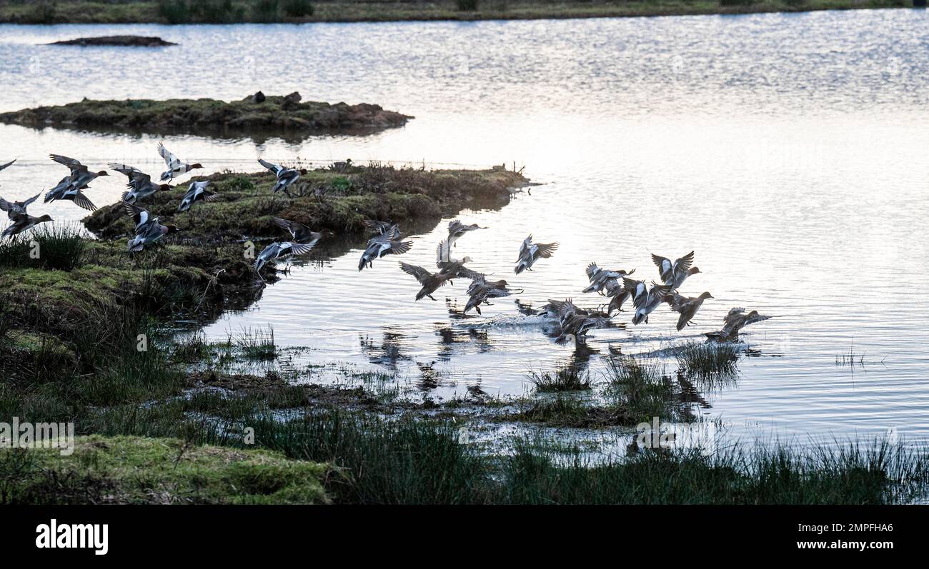 Wigeon at Pulborough Brooks Nature Reserve West Sussex UK Stock Photo ...