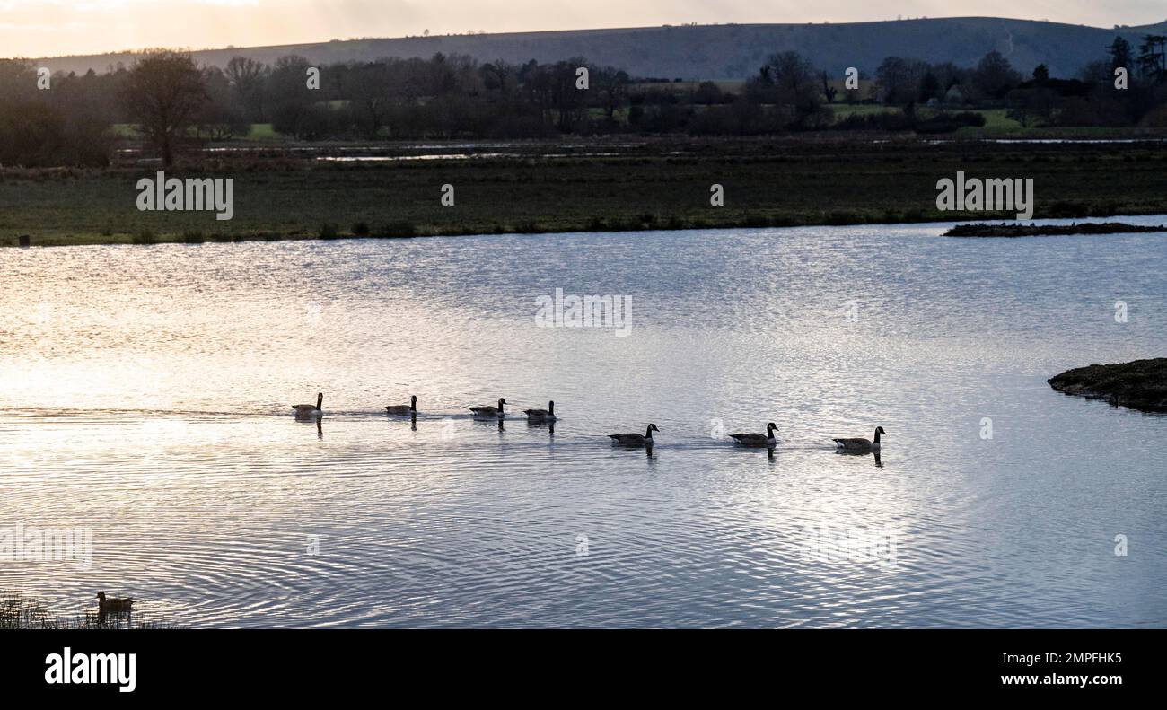 Pulborough brooks geese hi-res stock photography and images - Alamy
