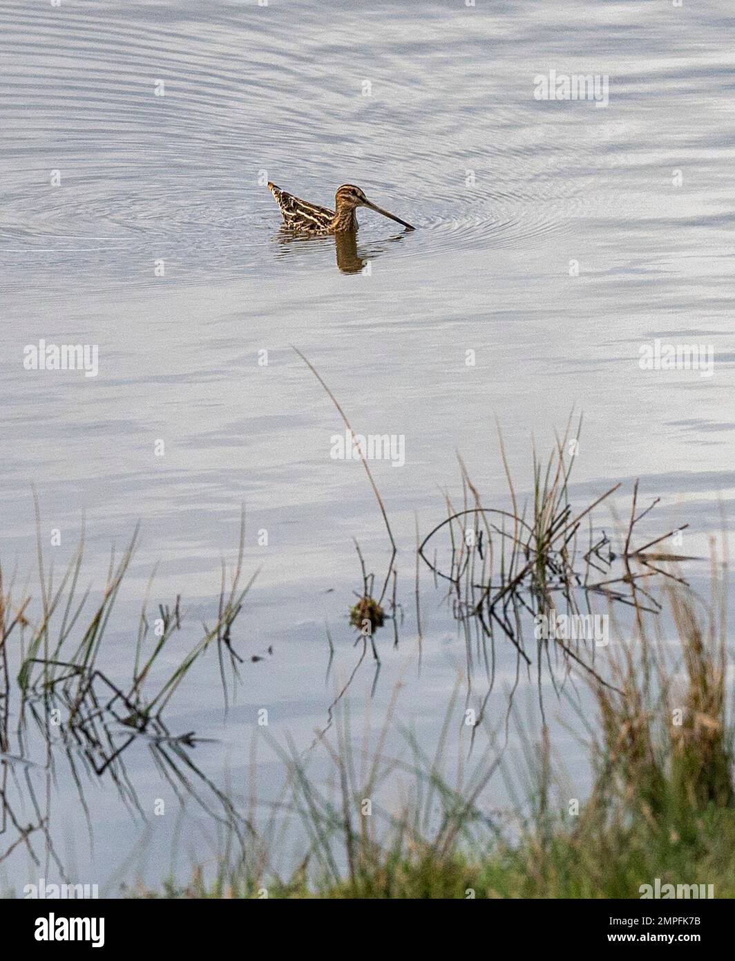 Snipe Gallinago gallinago at the RSPB Pulborough Brooks Nature Reserve ...