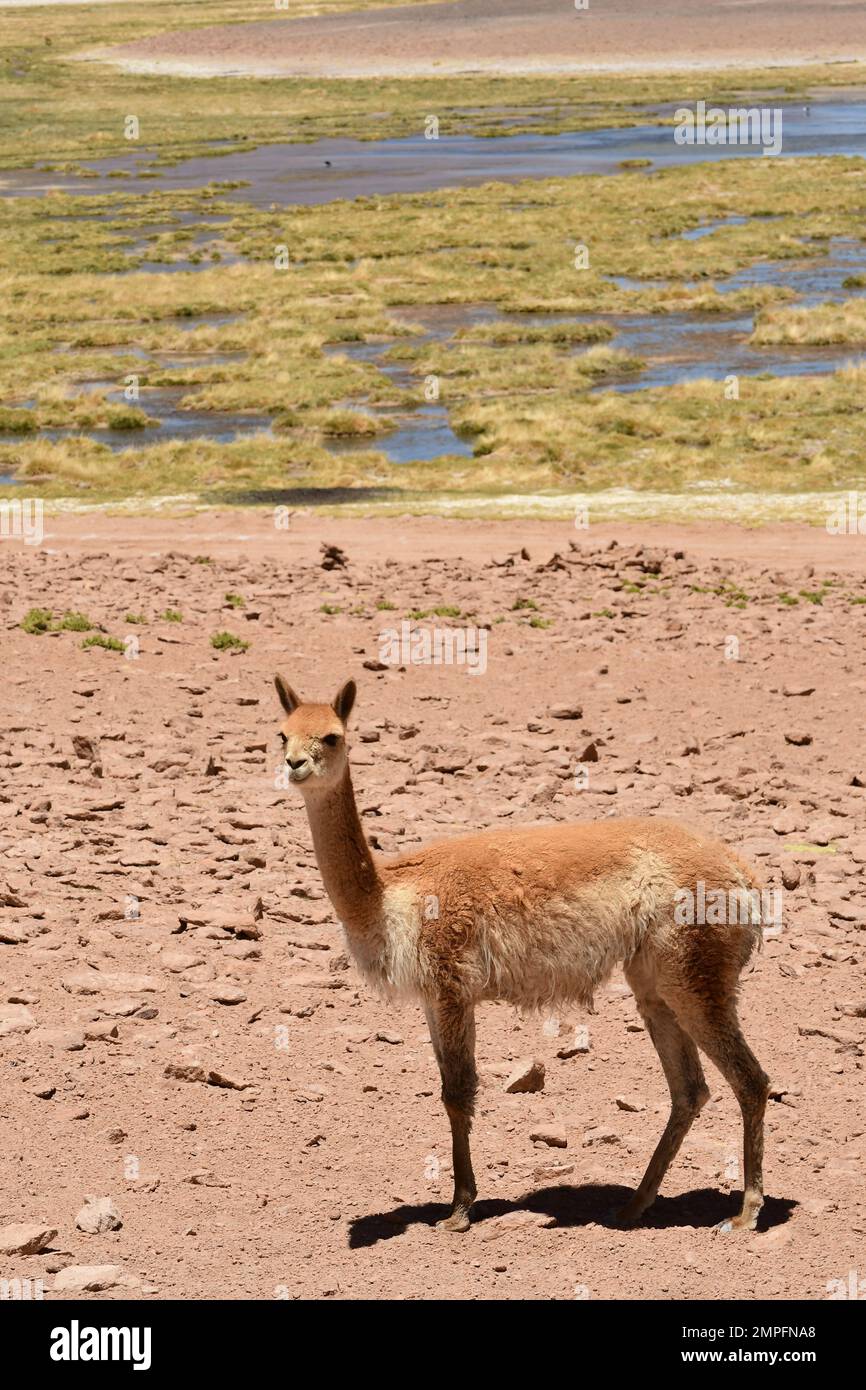 Wild Vikunja in Atacama desert Chile South America Stock Photo - Alamy