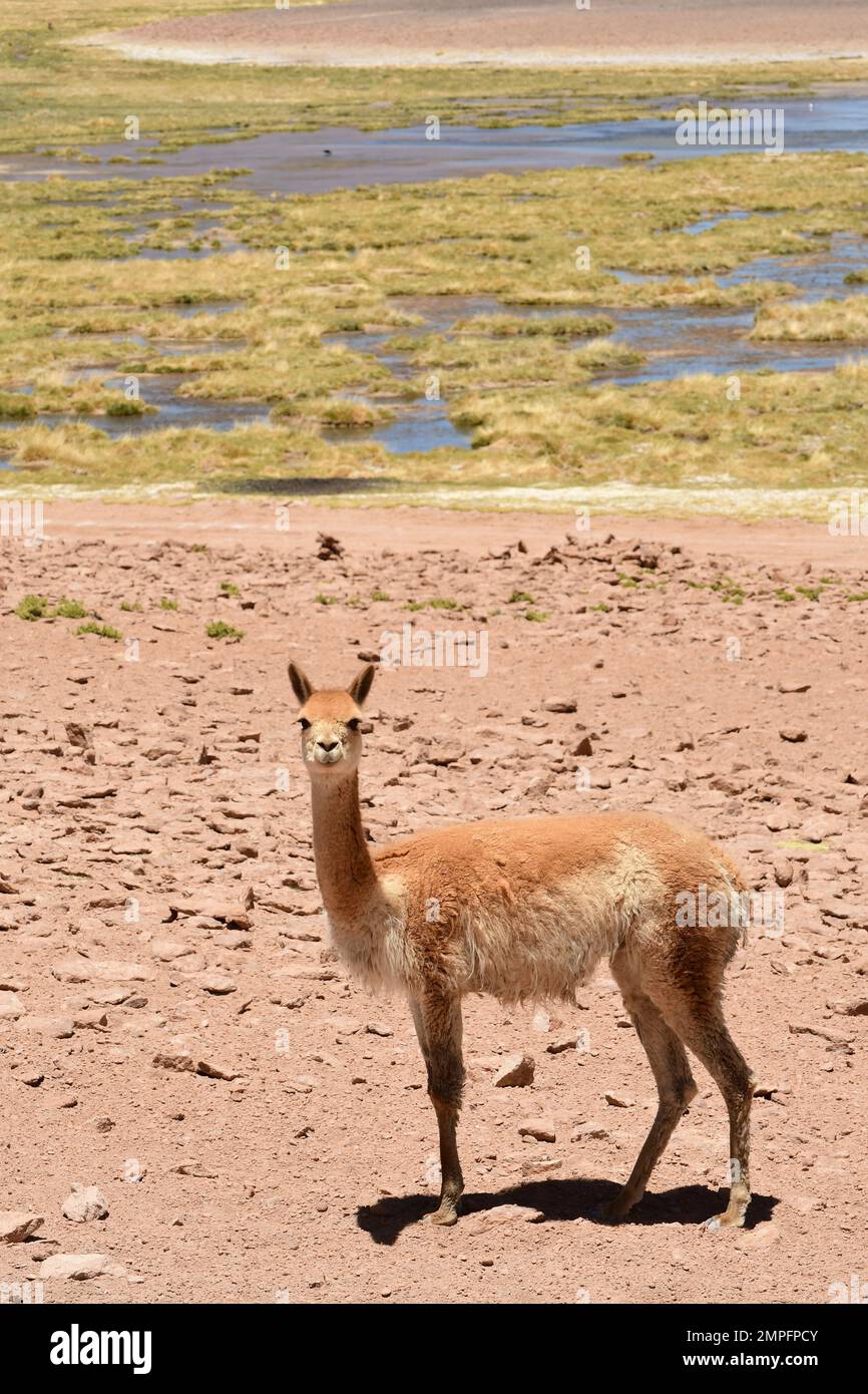 Vikunja argentina hi-res stock photography and images - Alamy