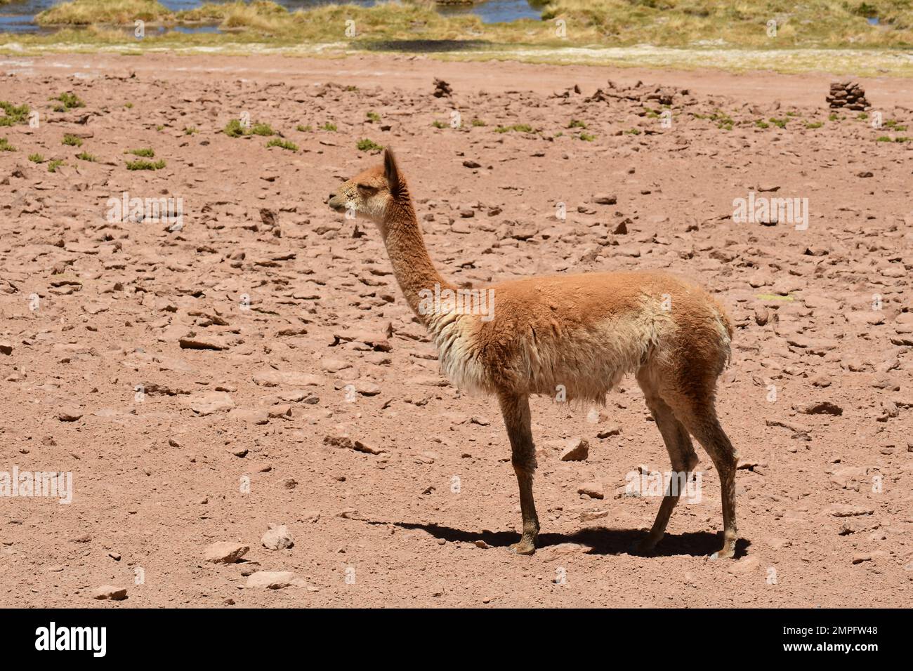 Vikunja argentina hi-res stock photography and images - Alamy